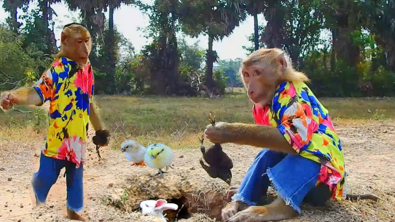 Chicken Crying Loudly, Monster Catching Chicken Until SokYaa Help - YouTube