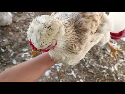Como combatir corucos en las GALLINAS muy efectivo (consejos) te enseño ...
