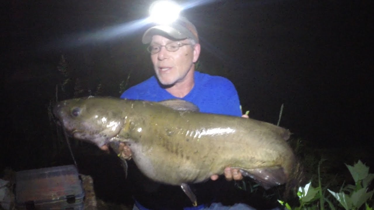 Big Channel Catfish on Live Goldfish - YouTube