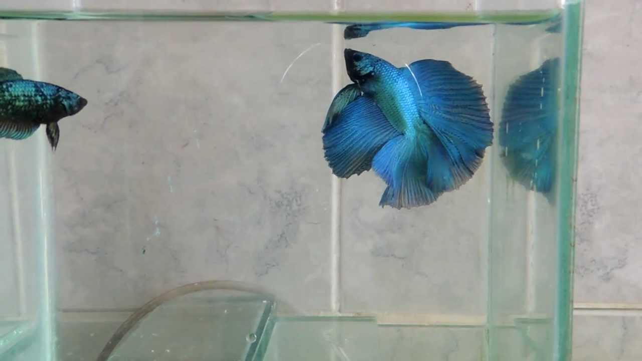 BETTA TURQUOISE OHM DT FULL WEVERSON BETTAS E GUPPYS - YouTube