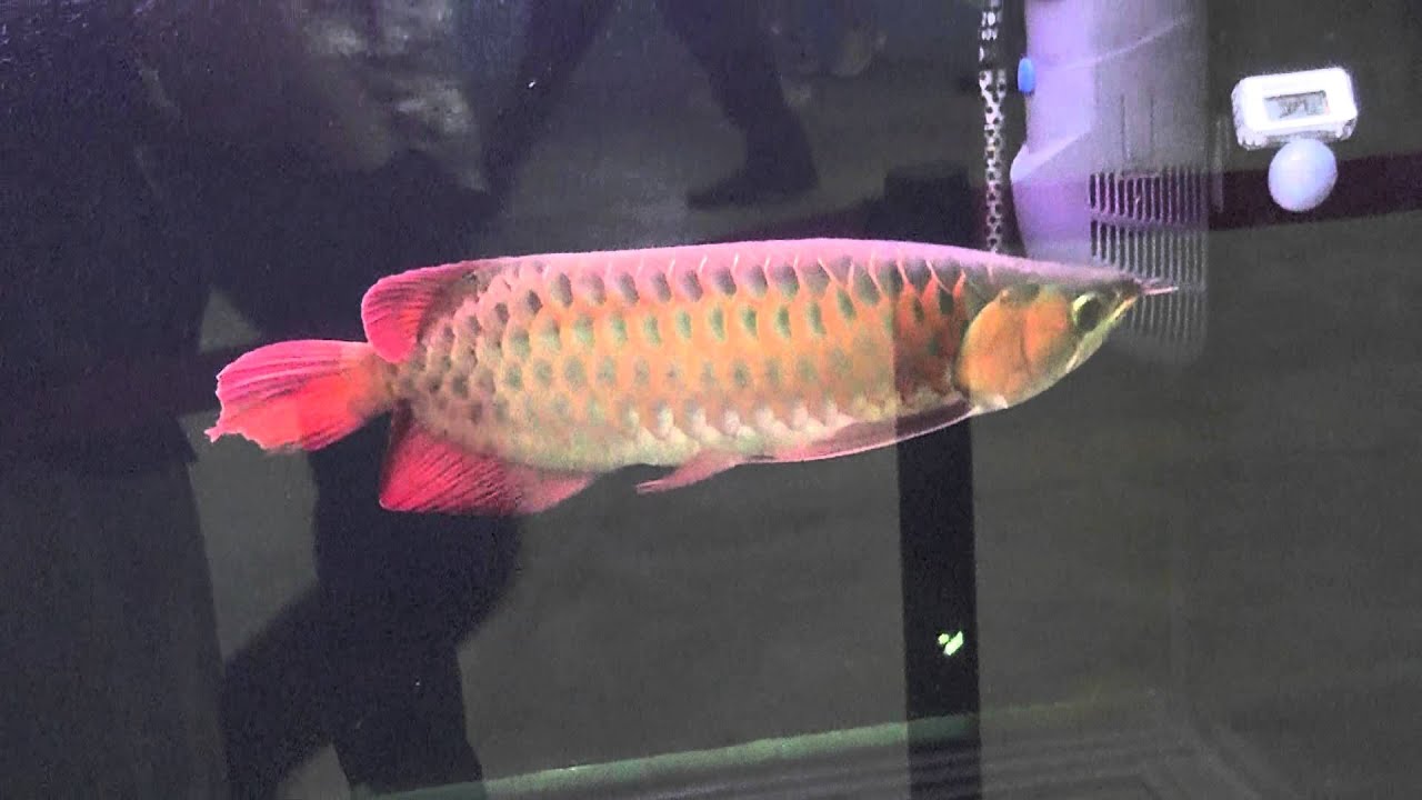 Aquarama 2013 Arowana: SMALL; CLASS 1; 2ND PLACE - YouTube