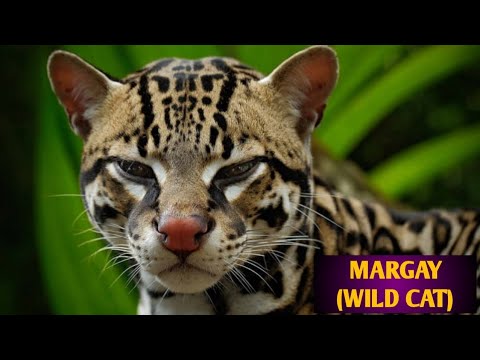 MARGAY (WILD CAT) - YouTube