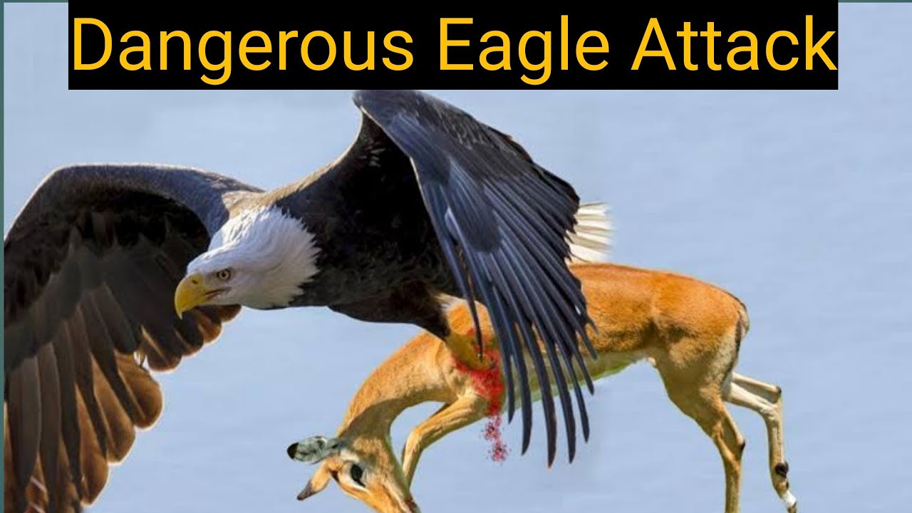 AMAZING EAGLE ATTACK GOT COUGHT ON CAMERA | Eagle attack Snake |ईगल ...