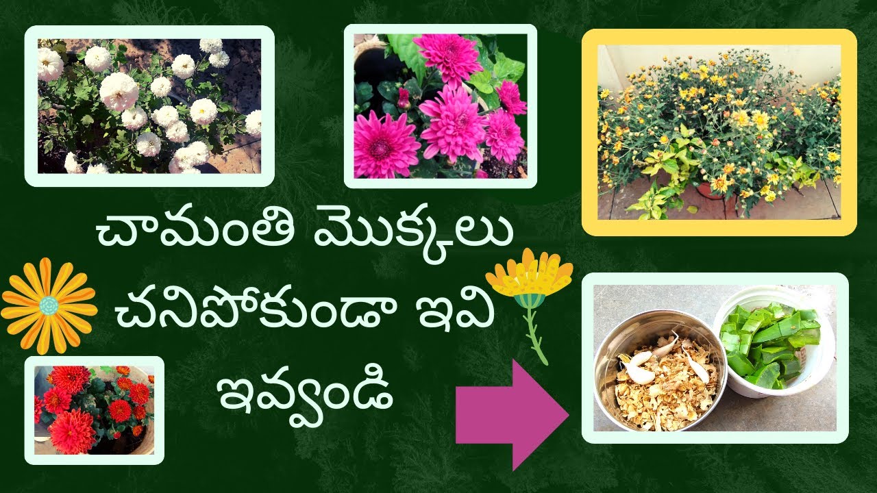Chamanthi mokkala pempakam#How to Grow Chrysanthimum#Growing Tips for ...