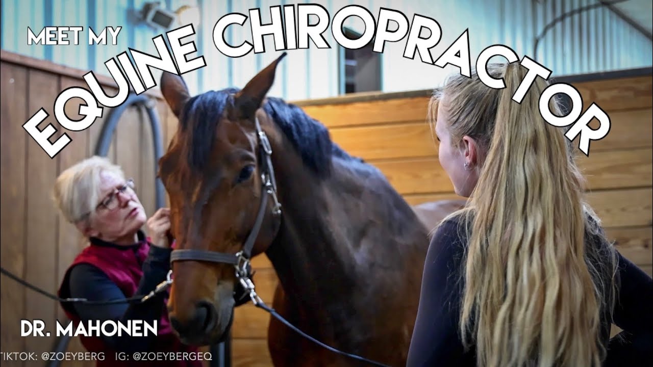 Horses get Chiropractic?! How we keep our ponies sound and happy in ...