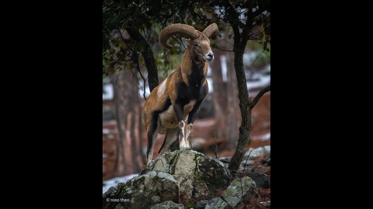Mouflon encounter in cyprus near kikkos village in troodos. 8 oct 2024 ...