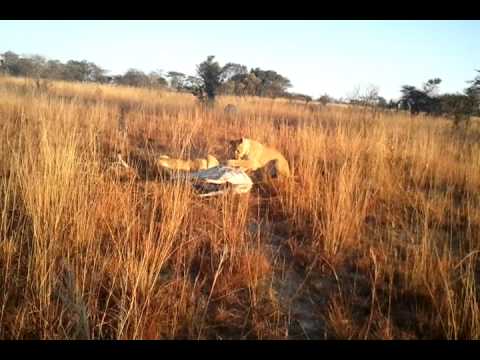 mks kill zebra - YouTube