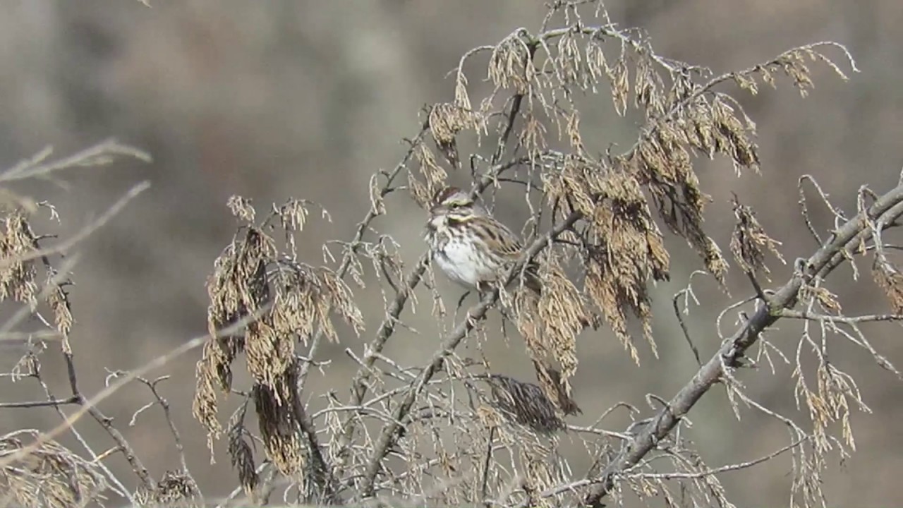 Migrating Sparrows - YouTube