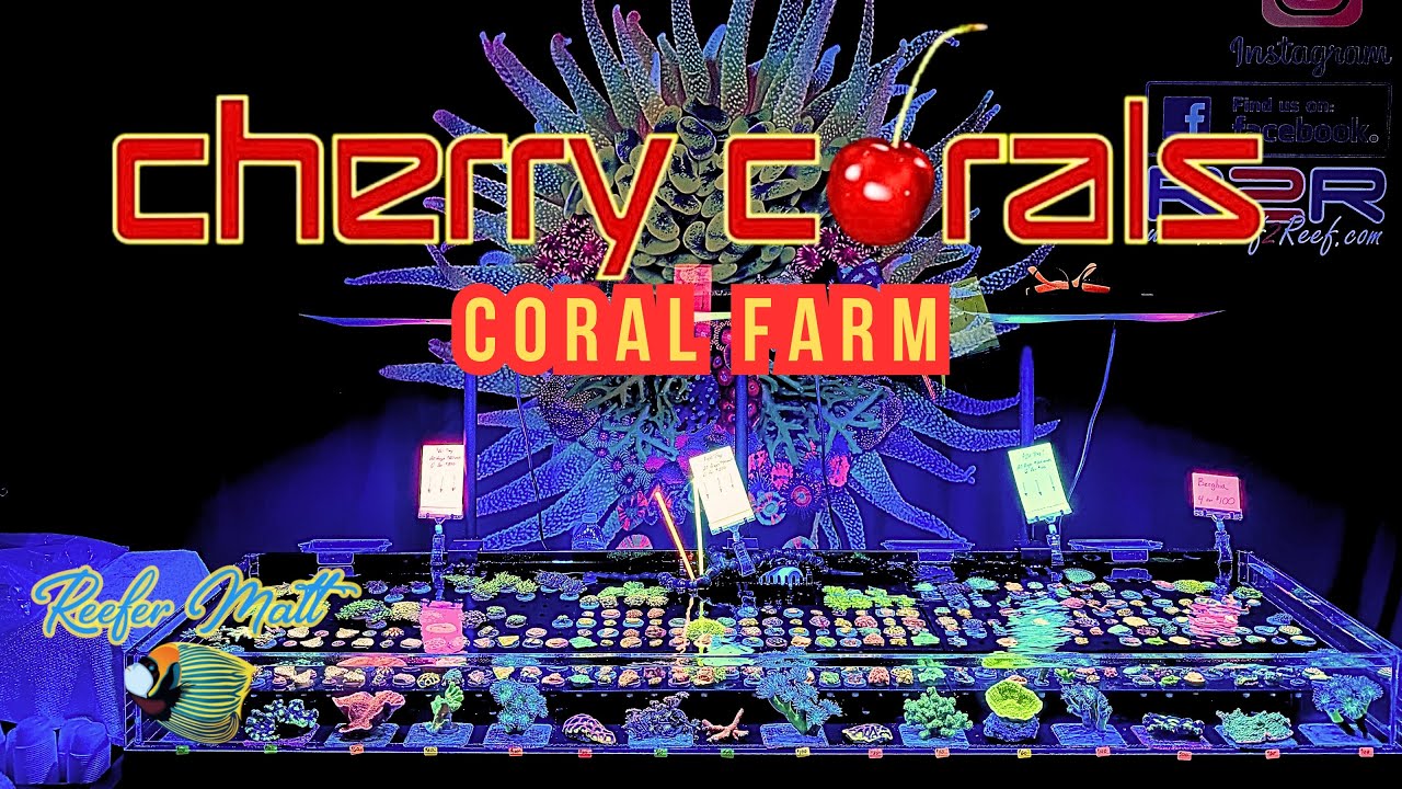 Cherry Corals Coral Farm! - YouTube