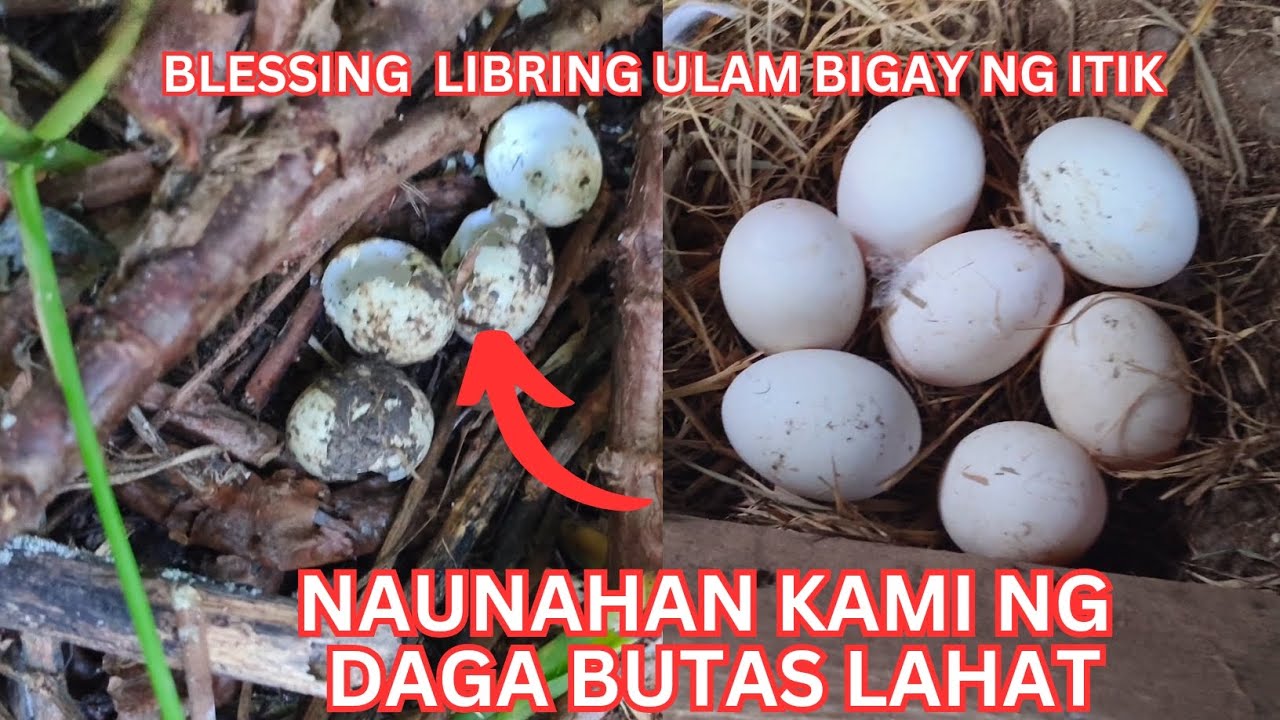 DAGA kAAGAW SA ITLOG NG ITIK BLESSING MY LIBRING ULAM BIGAY NG ITIK ...