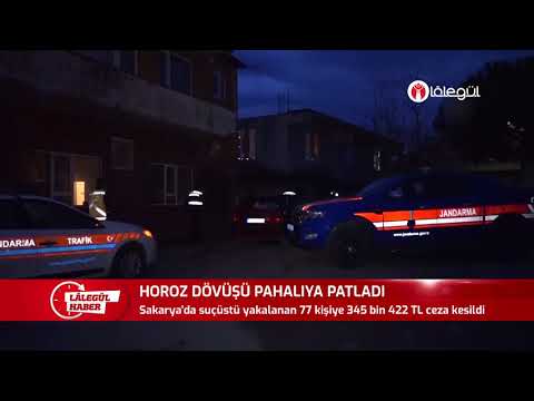 HOROZ DÖVÜŞÜ