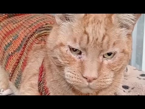 Rufus the ginger cat with his dress on - YouTube
