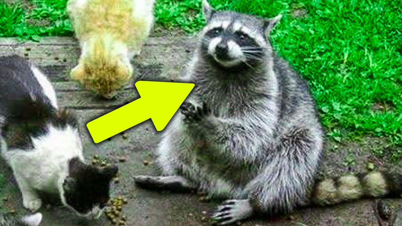 Two kittens rescued by blind raccoon repay the favor by becoming his ...