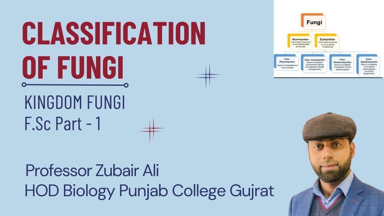 Classification of Fungi by Zubair Ali|F.Sc Part-1|Kingdom Fungi| - YouTube