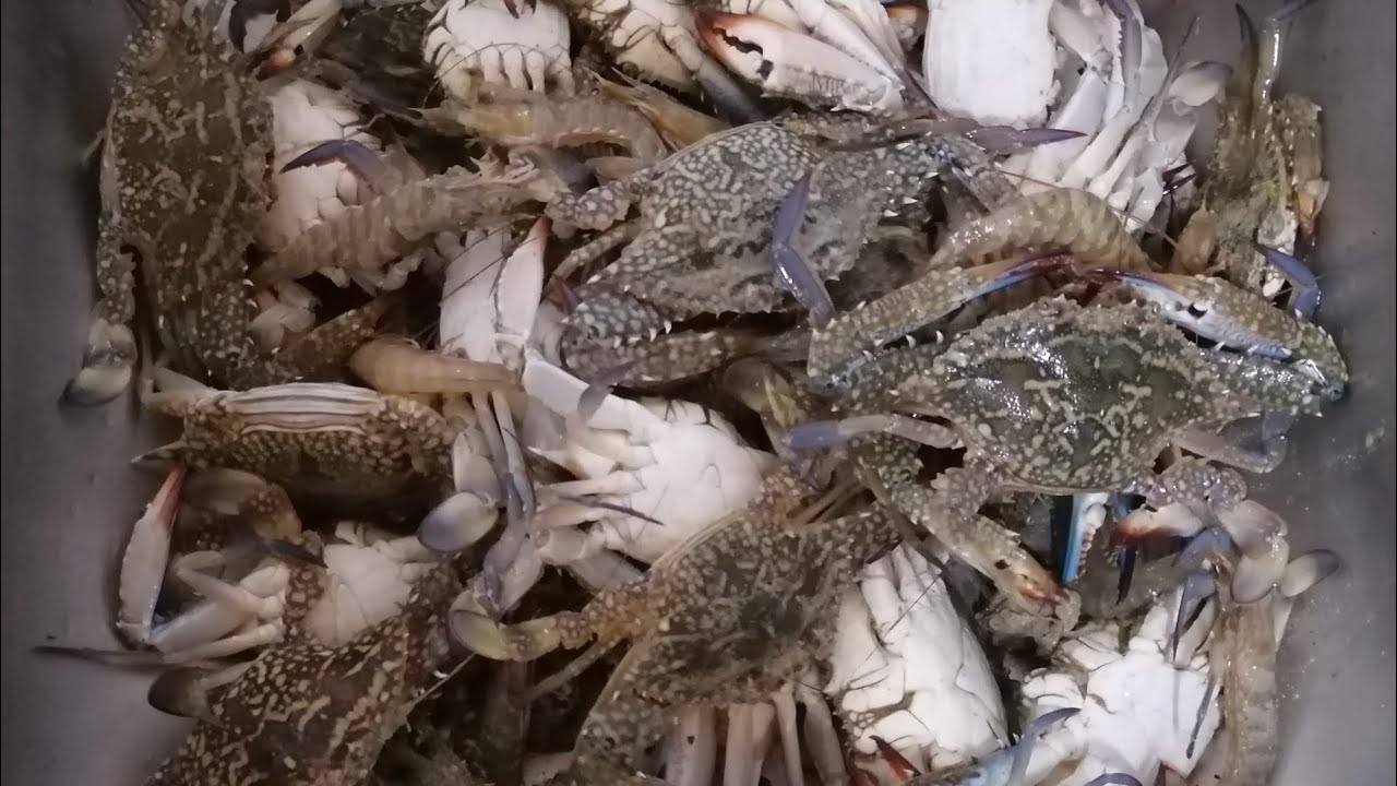 LIVE HUNTING CRABS & SHRIMPS - YouTube