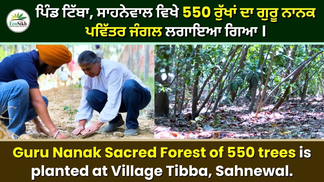 Guru Nanak Sacred Forest of 550 trees is planted at Village Tibba ...