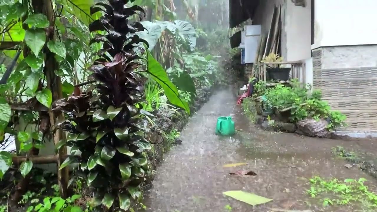 Super Heavy rain and thunderstorms hit the green and beautiful ...