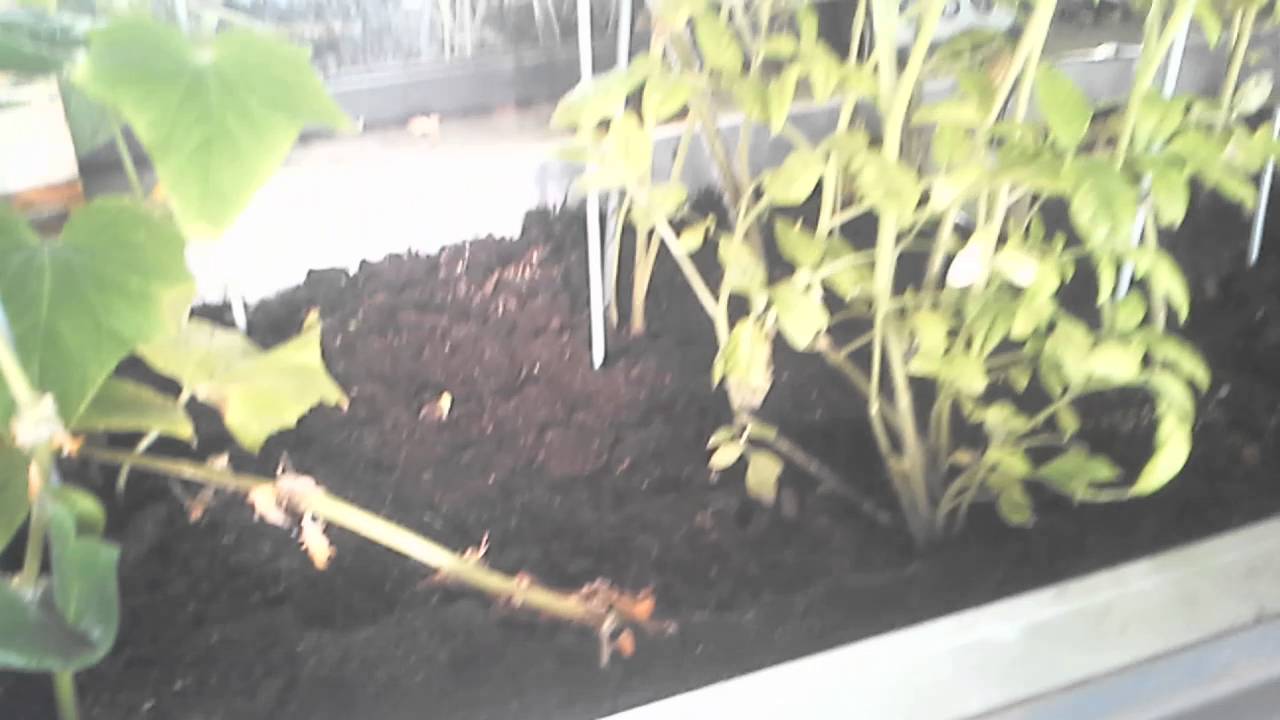 Grow machine 42, semi-automatic plant growing system - YouTube