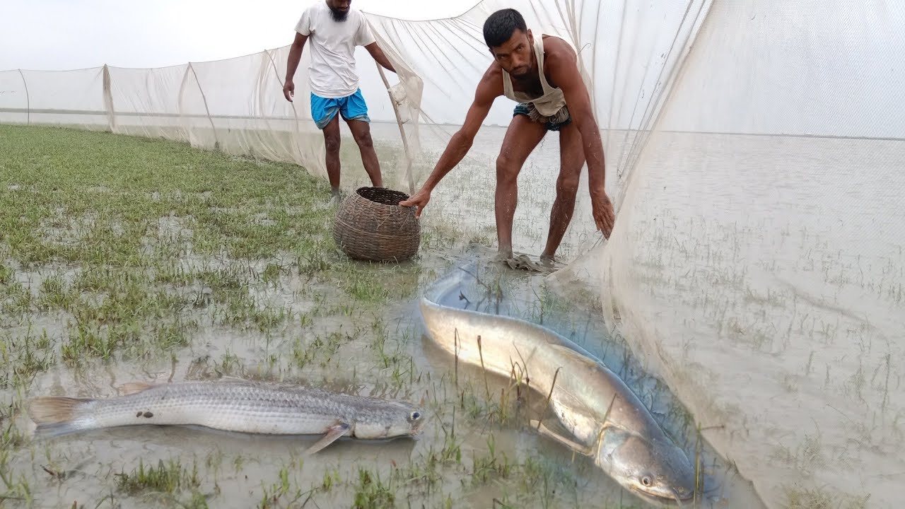 O my god!! Best village river fishing in rainy day।। catching big boal ...