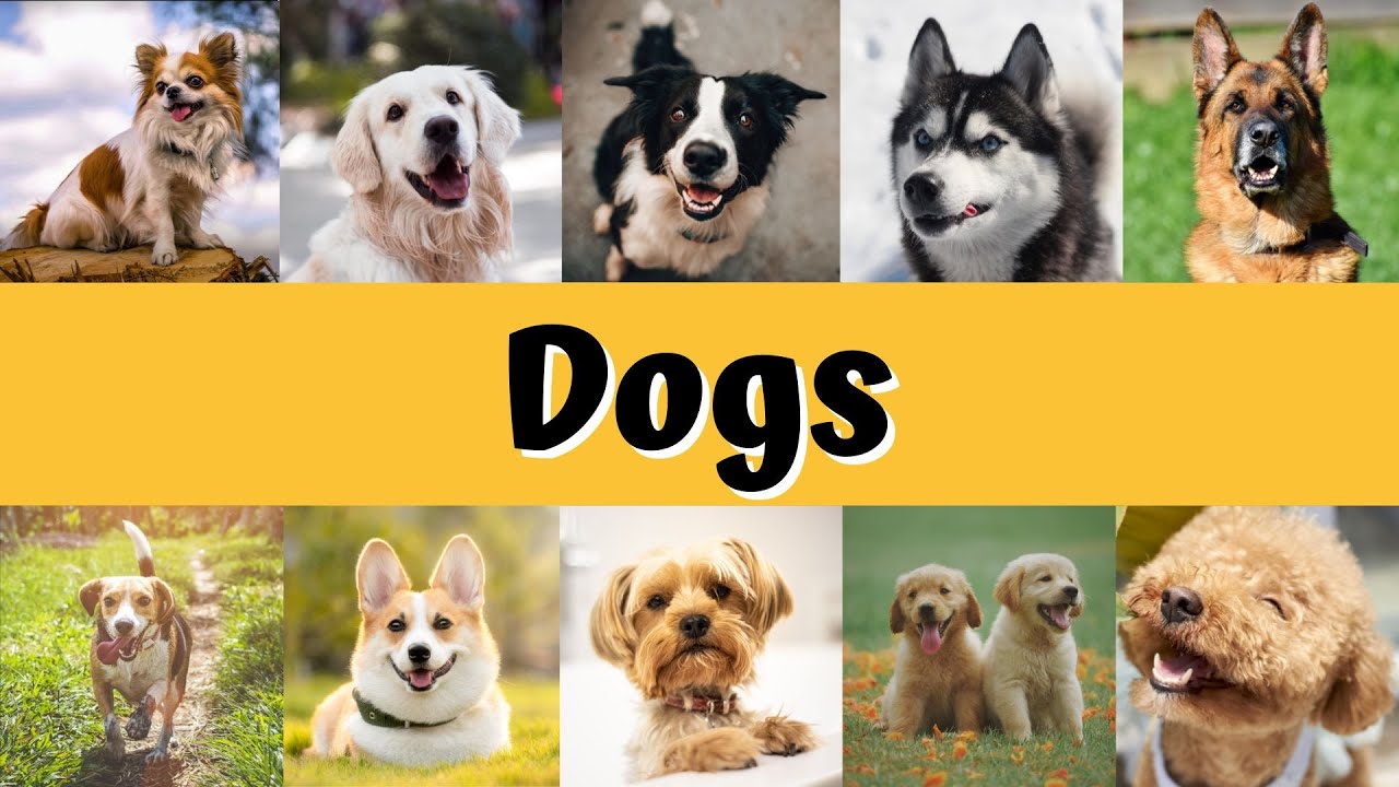 🐶Learn Top 10 Dog Breeds for Kids! Explore Popular Types of Dog ...