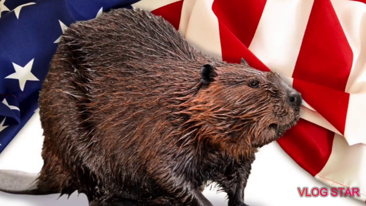 Sound of beaver - YouTube