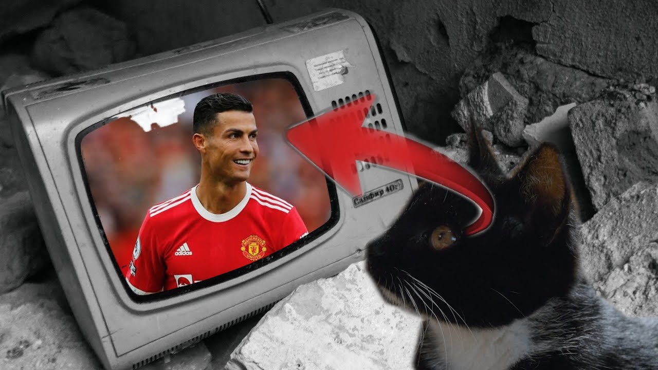 Kot ogląda Cristiano Ronaldo / The cat is watching Cristiano Ronaldo ...