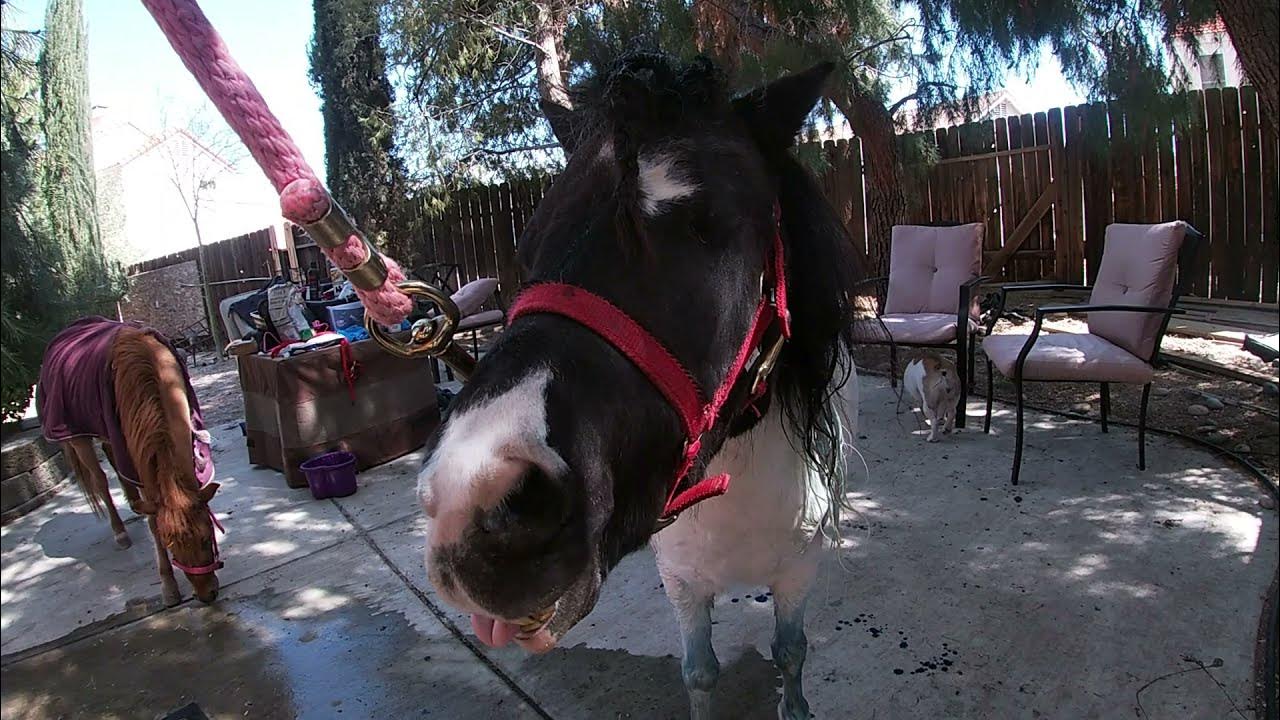My mini horse - YouTube