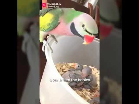 Akım akım akım var dediler geldik