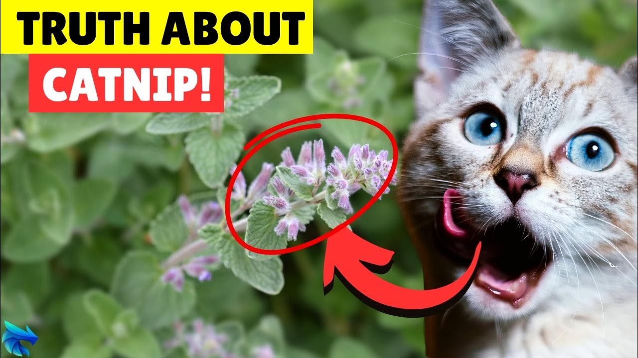 What Catnip Really Does to Your Cat’s Brain – Shocking Truth! - YouTube