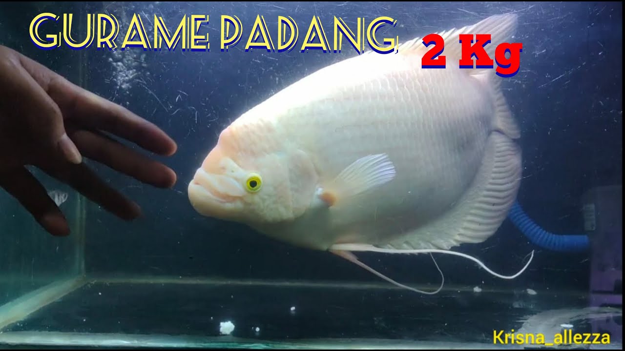 Ikan Gurame Hias Besar