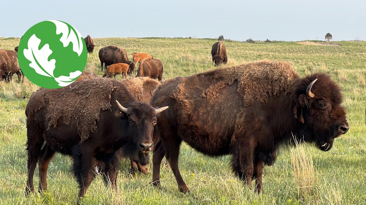 Bison - Behind the Scenes - YouTube