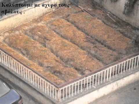 Λαχανοκηπος Φυσικης καλλιεργειας χωρις καθολου ποτισμα - YouTube