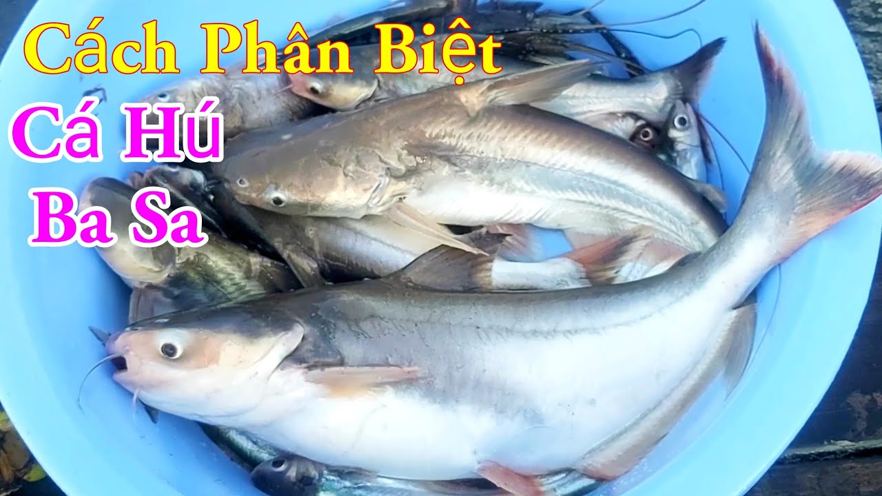 Cách Phân Biệt Cá Hú Ba Sa / Săn Bắt Câu Mồi Độc Lạ Nhất Miền Tây Sông ...