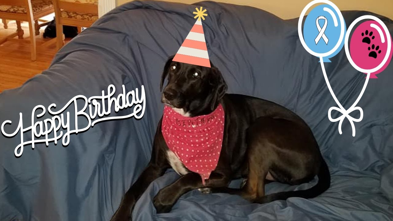 Celebrating My Service Dog's Third Birthday! - YouTube