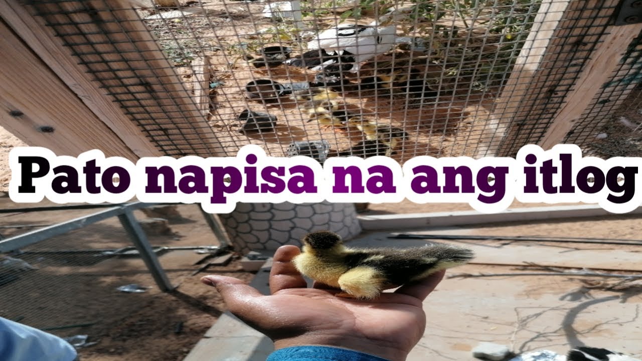 pasyalan nantin ulit ang mga pato at rabbit.. mga itlog ng pato napisa ...