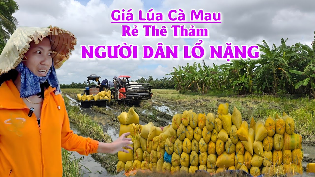 Cập Nhật Giá Lúa Cà Mau √ Rẻ Thê Thảm Người Dân Chia Sẻ Hiện Tại Lổ ...