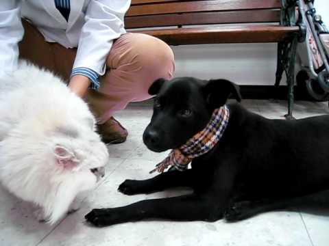 Narcoleptic dog DIAN - playing with a cat - YouTube