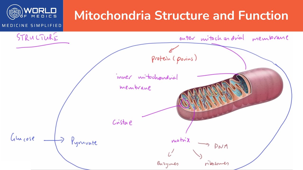 What are Mitochondria? - Mitochondria Structure and Function | Cell ...