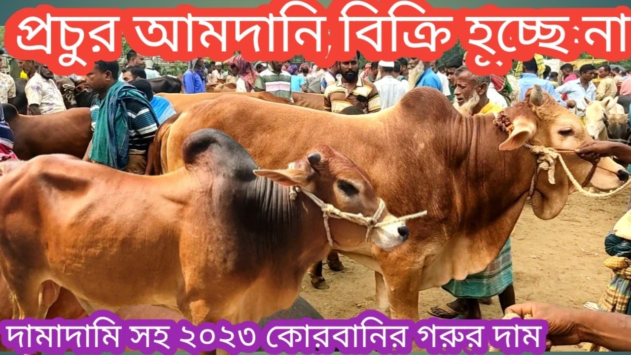 @বৃহস্পতিবার ১১/৫/২০২৩/কোরবানি উপযোগী ষাঁড় গরুর দাম/৮০ হাজার থেকে ...
