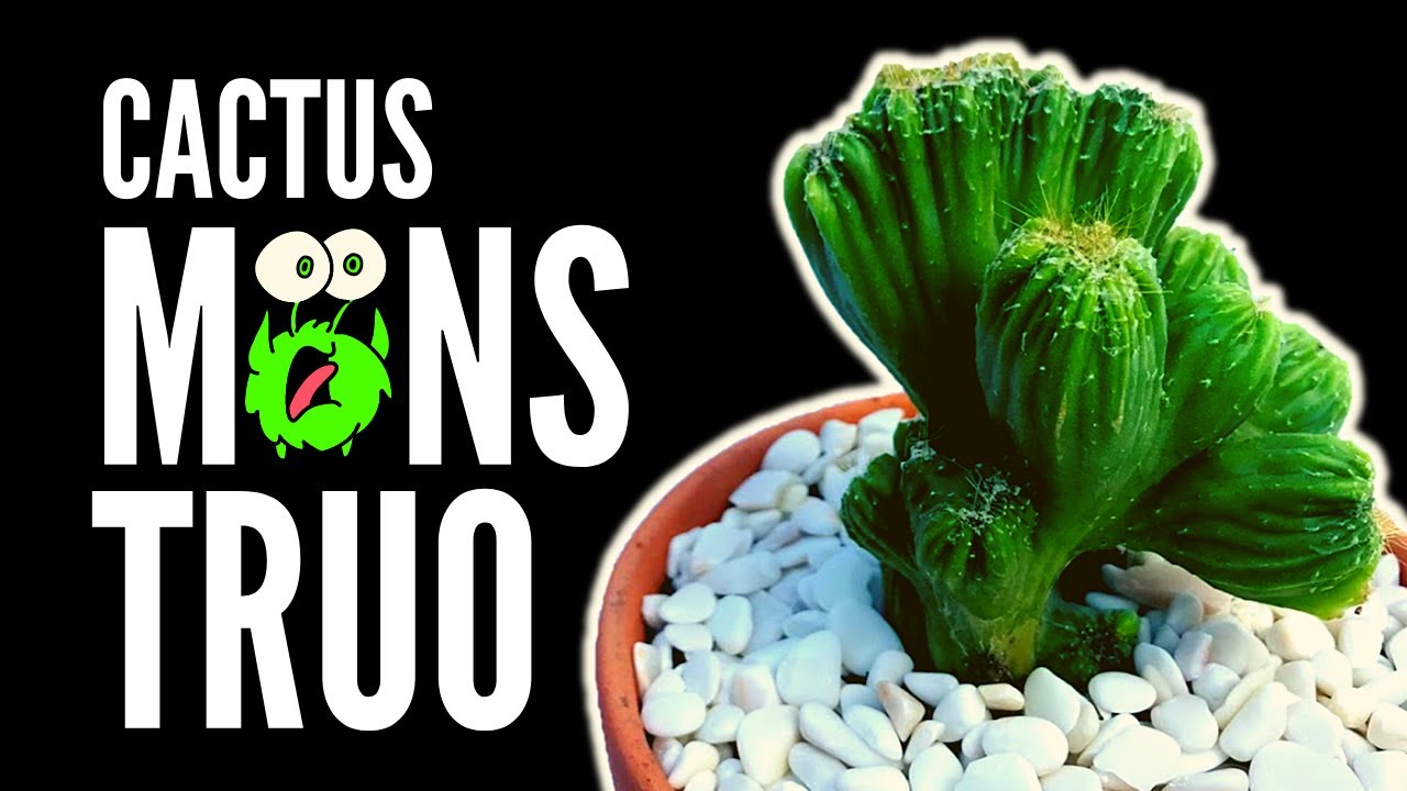 Sembrando mi Cactus Monstruo 🌵 - YouTube