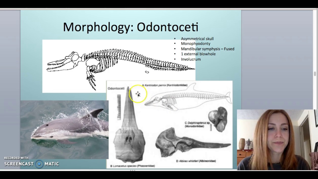 Cetacean Evolution #1 - YouTube