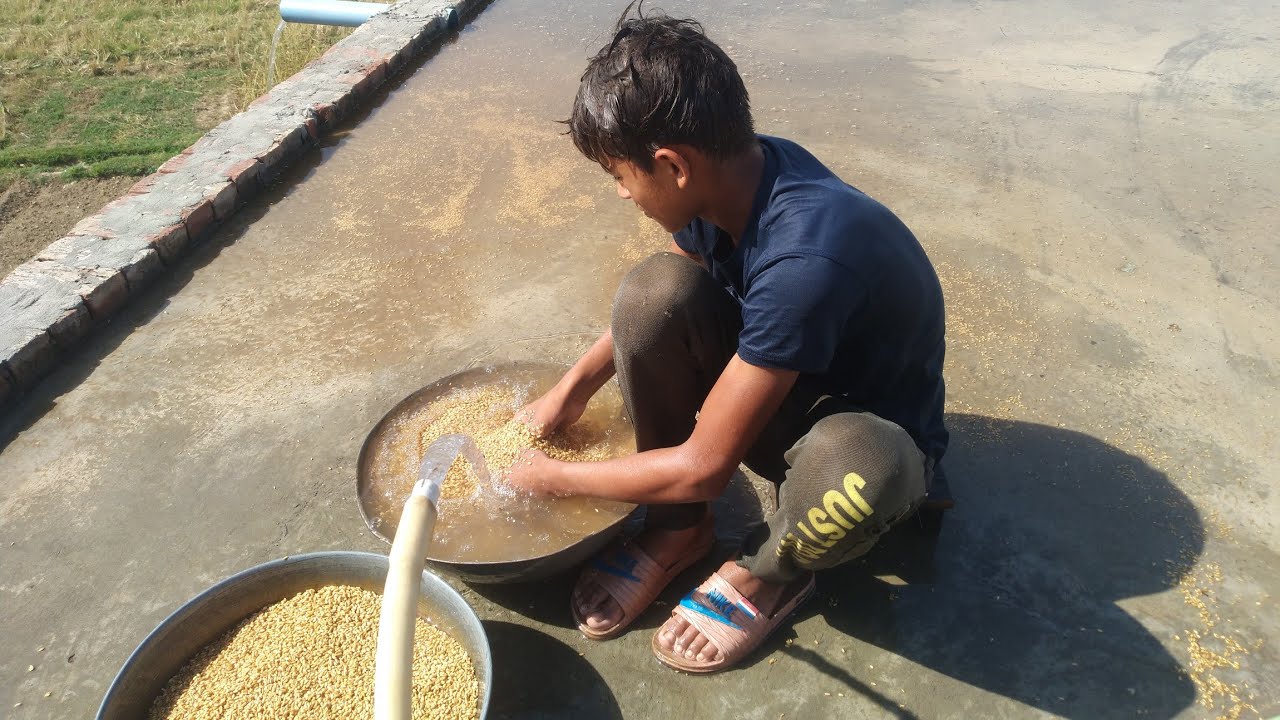 Village routine / washing and cleaning of wheat in village style - YouTube
