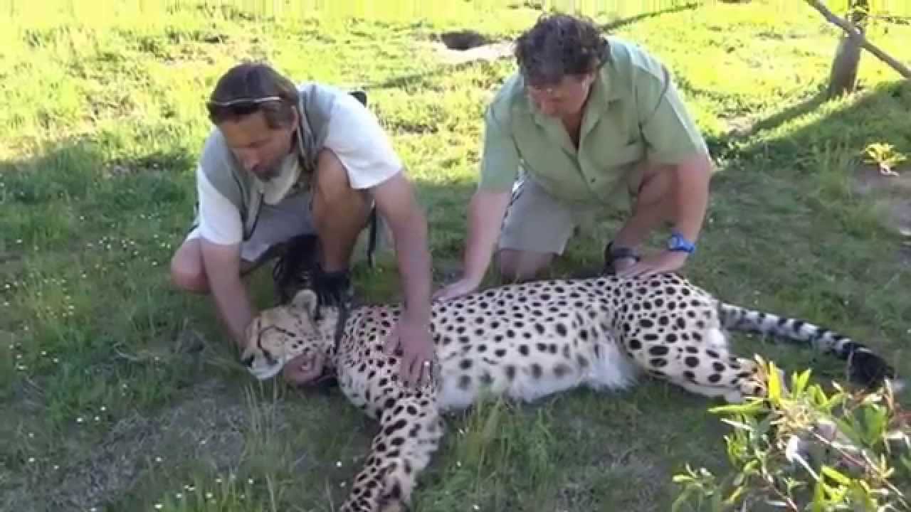 2014-09-02 Cheetah Outreach - YouTube