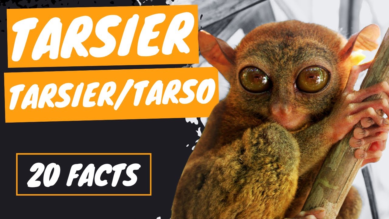 💥THE TARSIER: DISPROPORTIONATE and GIANT EYES | Surpassing ALL MAMMALS ...