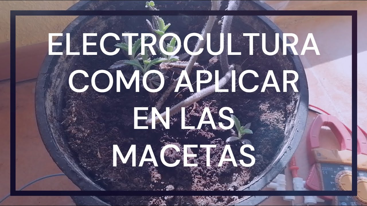 ELECTROCULTURA COMO APLICAR EN LAS MACETAS - YouTube