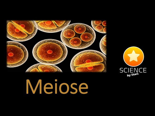 Meiose 1 En 2 Cyclus 1.Chromosomen En Celdeling