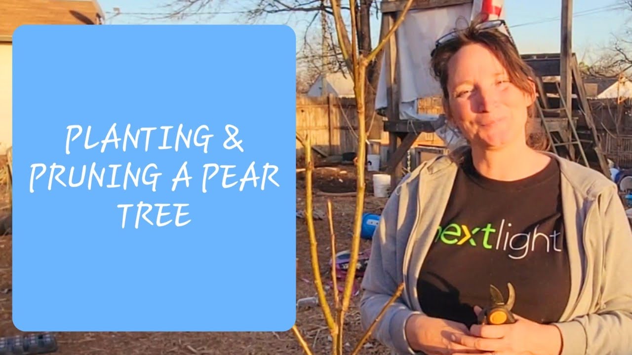How to Plant Bare Root Pear Tree 🌳 - YouTube