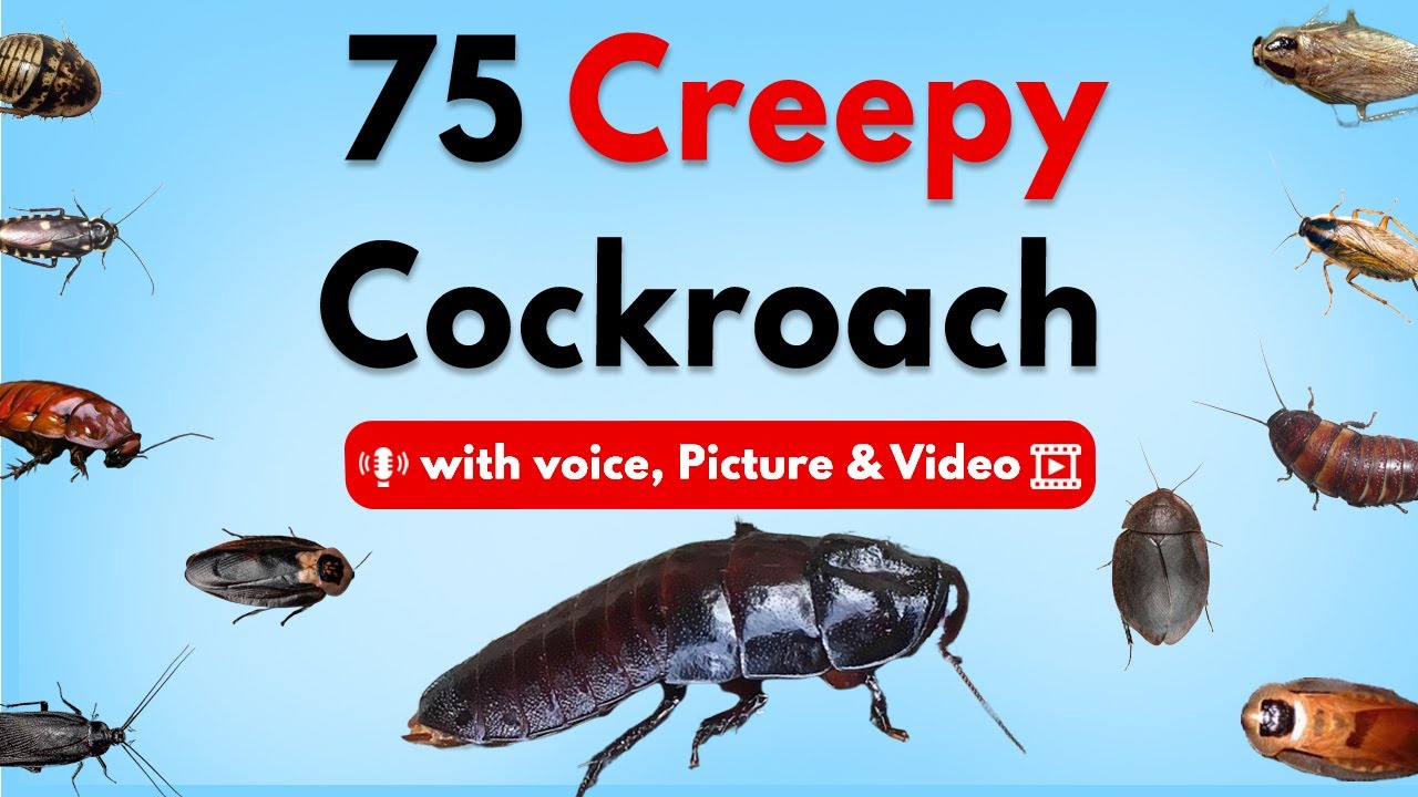 50 Cockroach Species 🪳 | Names with Voice, Pictures & Video | Types of ...