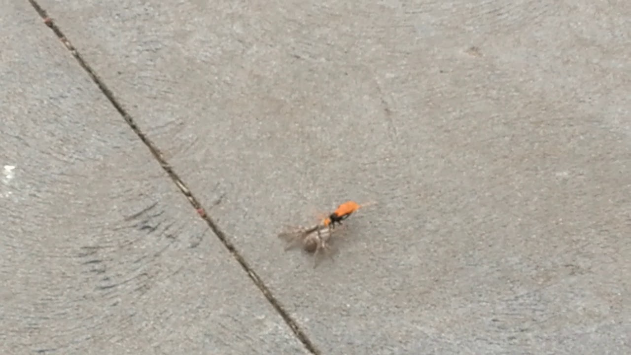 Wasp didn't like the spider on my driveway - YouTube