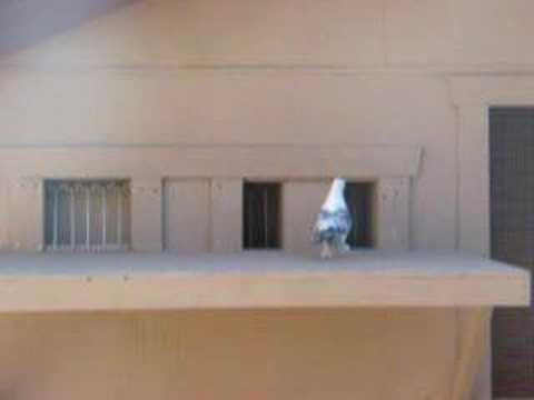 '08 Dropper Pigeons - YouTube